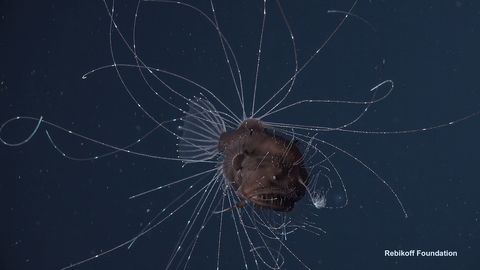 Anglerfish: Biology, bioluminescence and lifecycle | Live Science