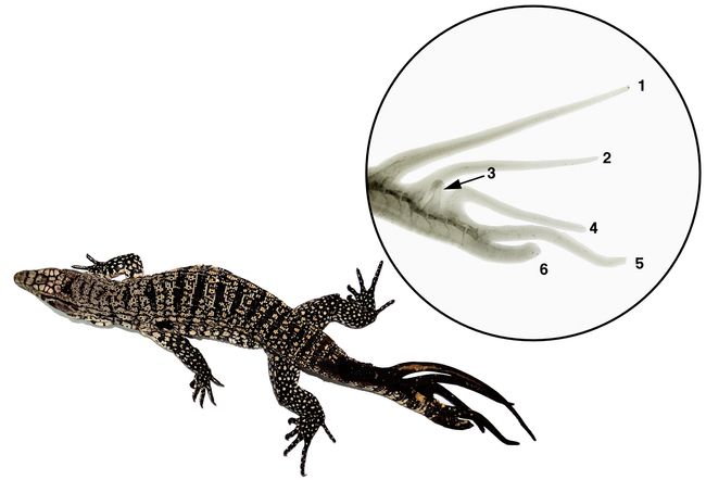 Lizards with multiple tails are more common than anyone knew | Live Science