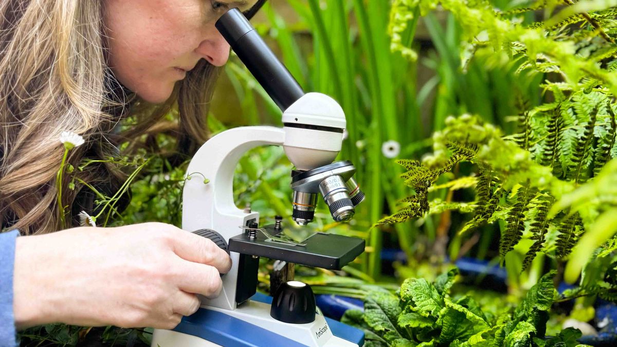 AmScope M150C compound microscope review | Live Science