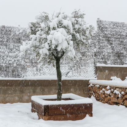 How to protect plants from frost - 9 tips from experts | Ideal Home