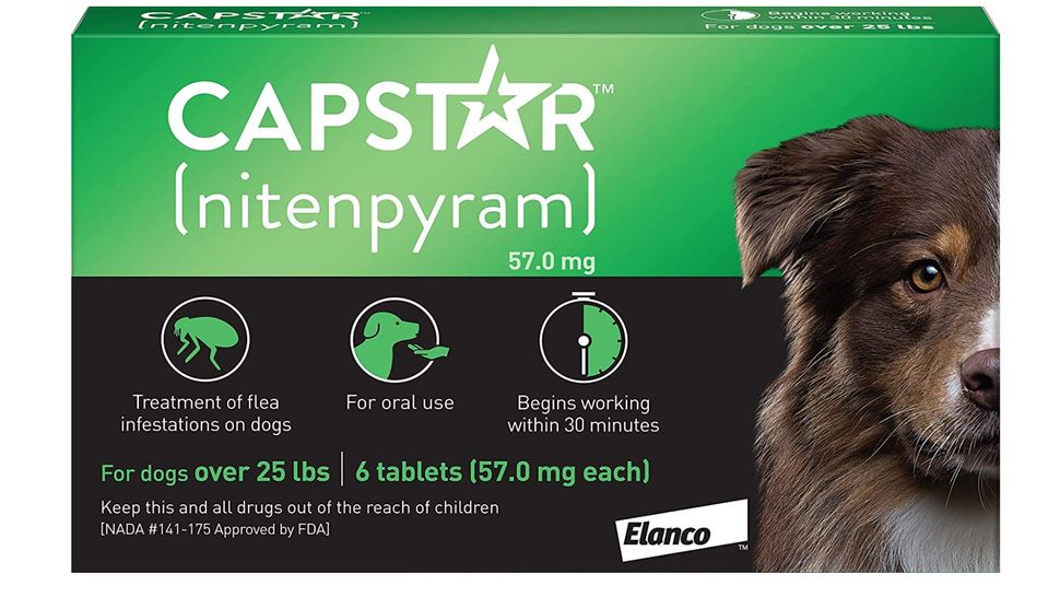 Best flea medication for dogs: Pills to keep away critters | PetsRadar