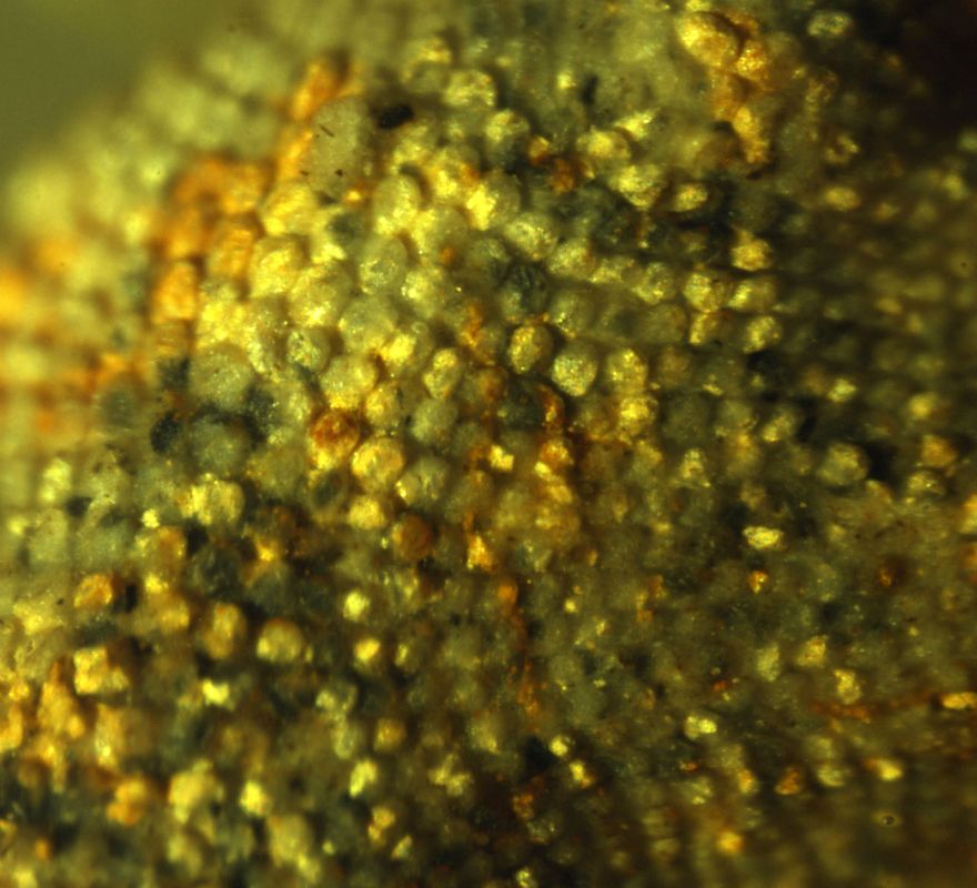 In Photos: Amber Preserves Cretaceous Lizards | Live Science