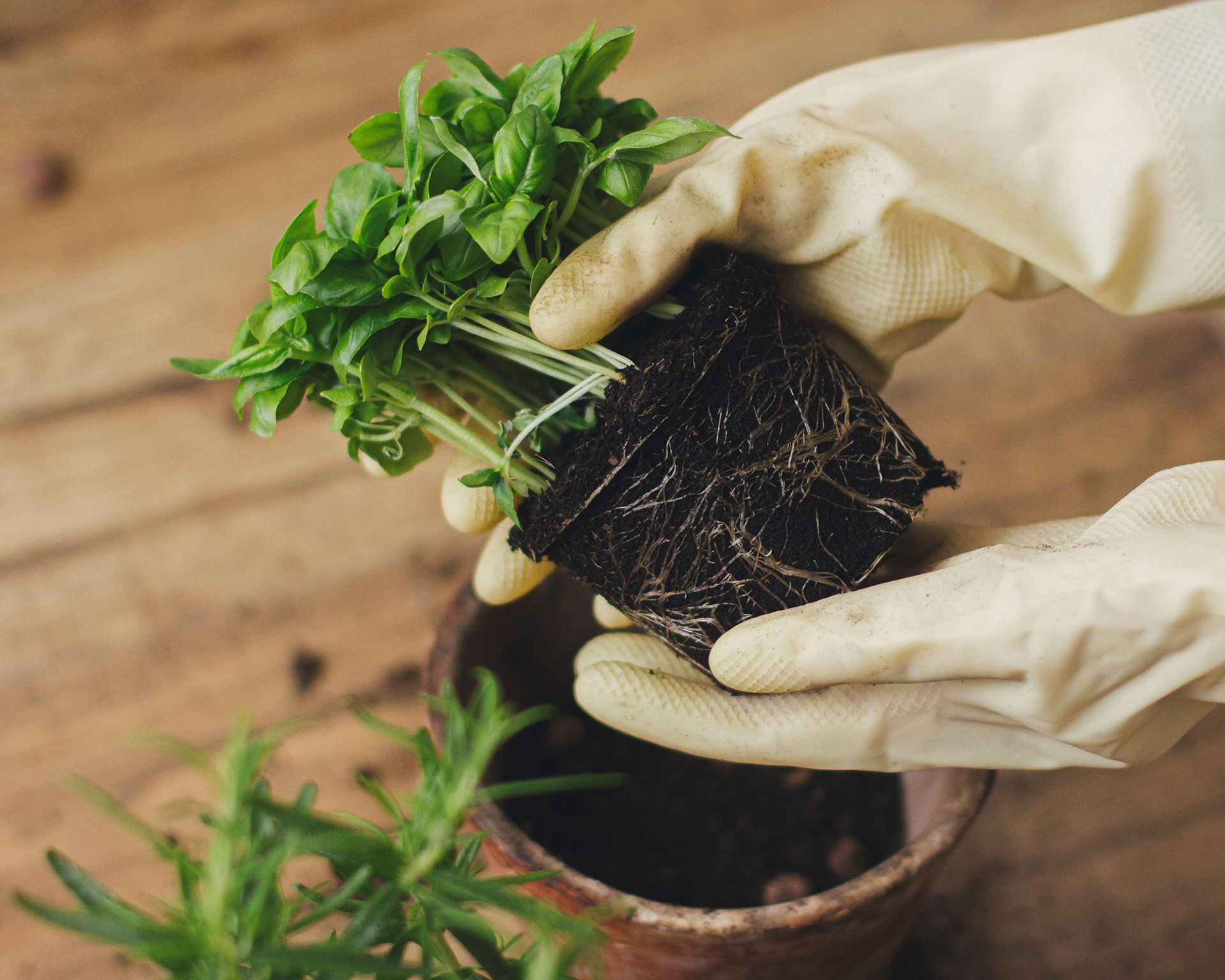 How To Grow Basil Indoors – For Fresh Year-Round Flavor | Gardening ...