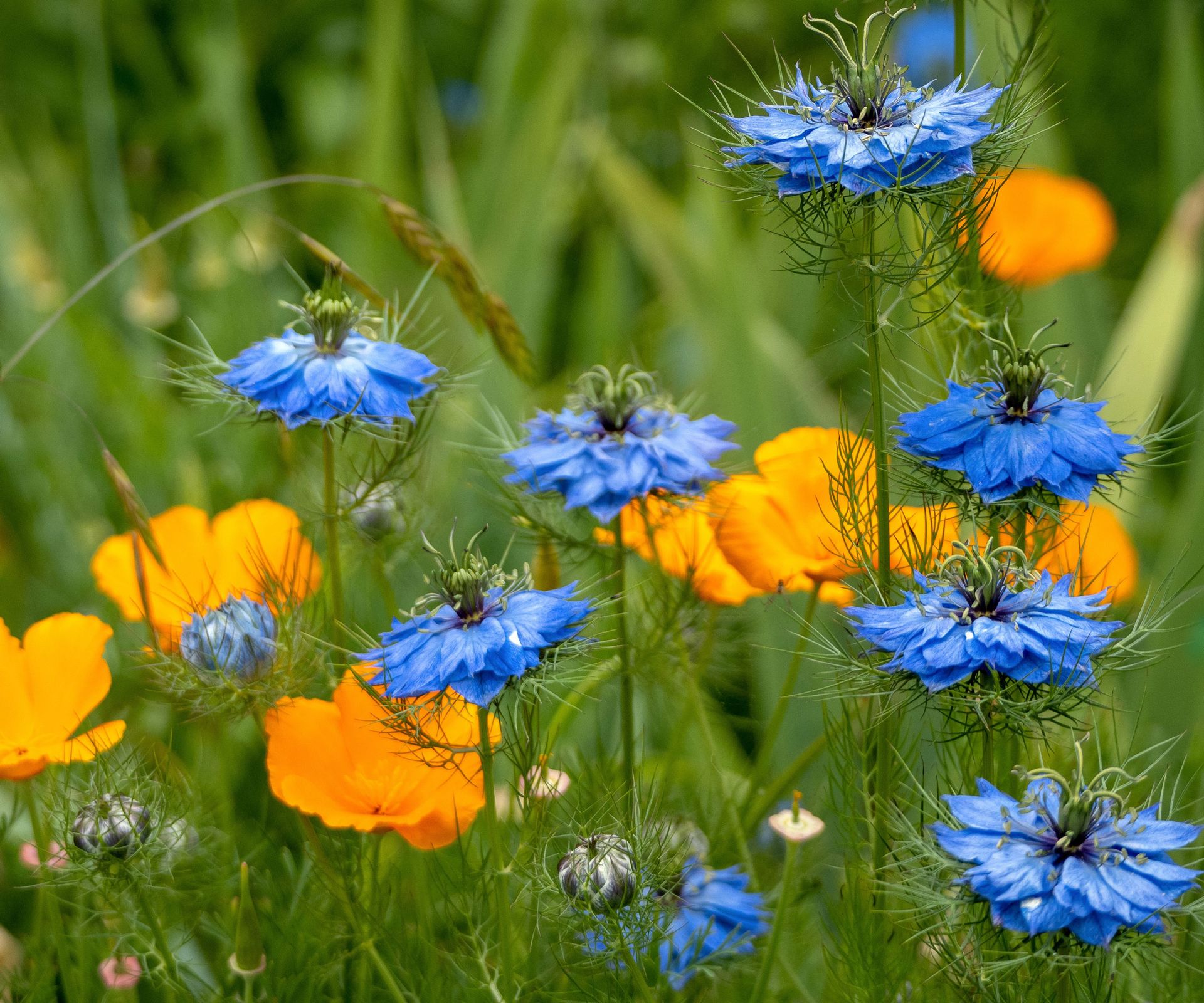 Stop Deadheading These 5 Blooms | Don’t Deadhead Flowers | Gardening ...