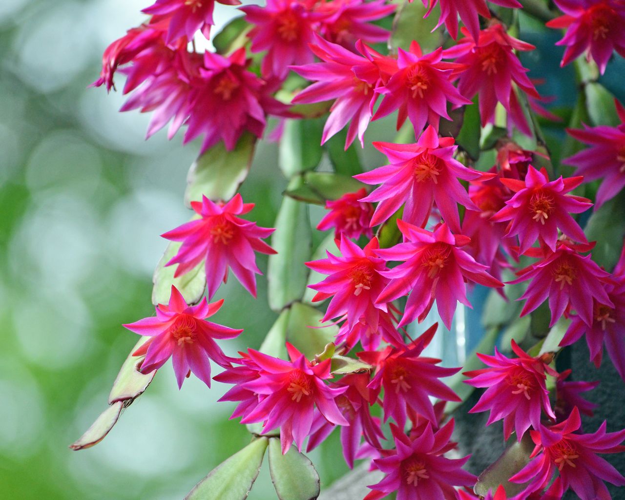 Christmas, Thanksgiving, Or Easter Cactus? Why It Matters | Gardening ...
