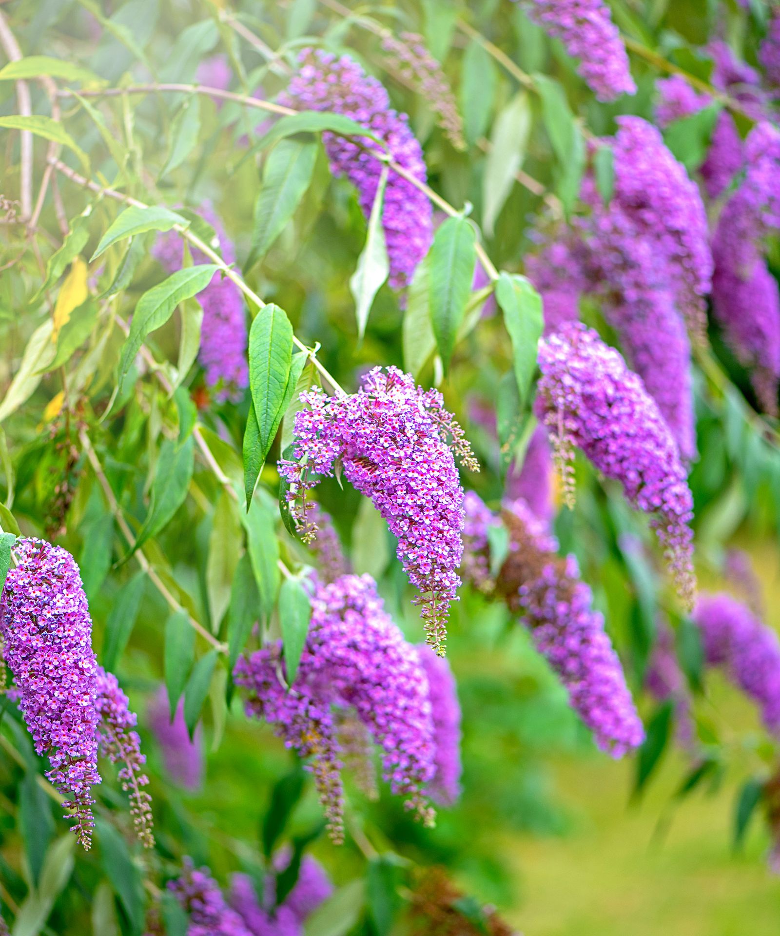 How to grow butterfly bush in pots: expert gardening advice | Homes and ...