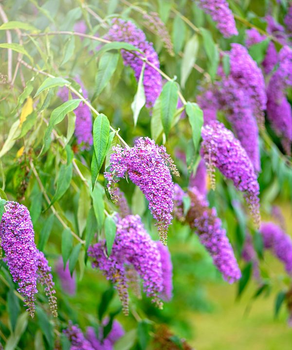 What are ditch plants? The invincible perennials you need | Homes & Gardens