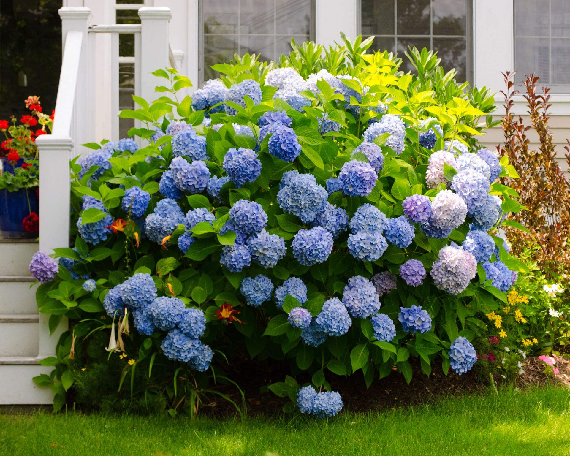 Hydrangea Meaning: The Rich Symbolism of a Garden Favorite | Gardening ...
