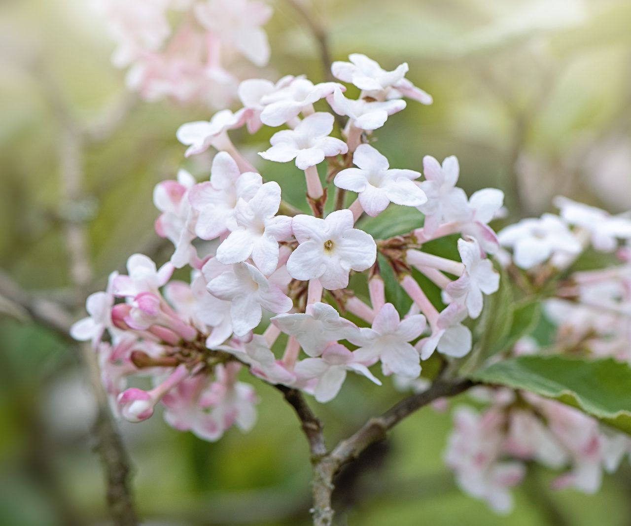 Best fragrant hedge plants: 6 shrubs for scented boundaries | Homes and ...