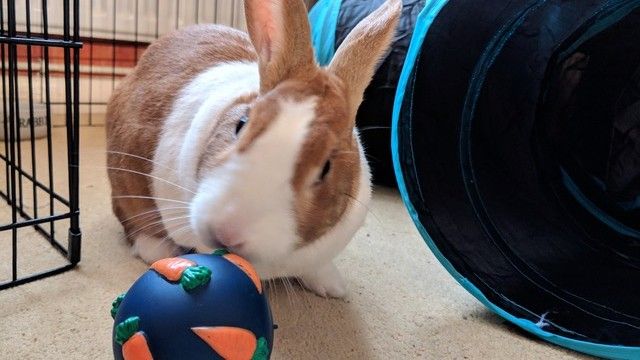 Five tips for owners of indoor rabbits | PetsRadar