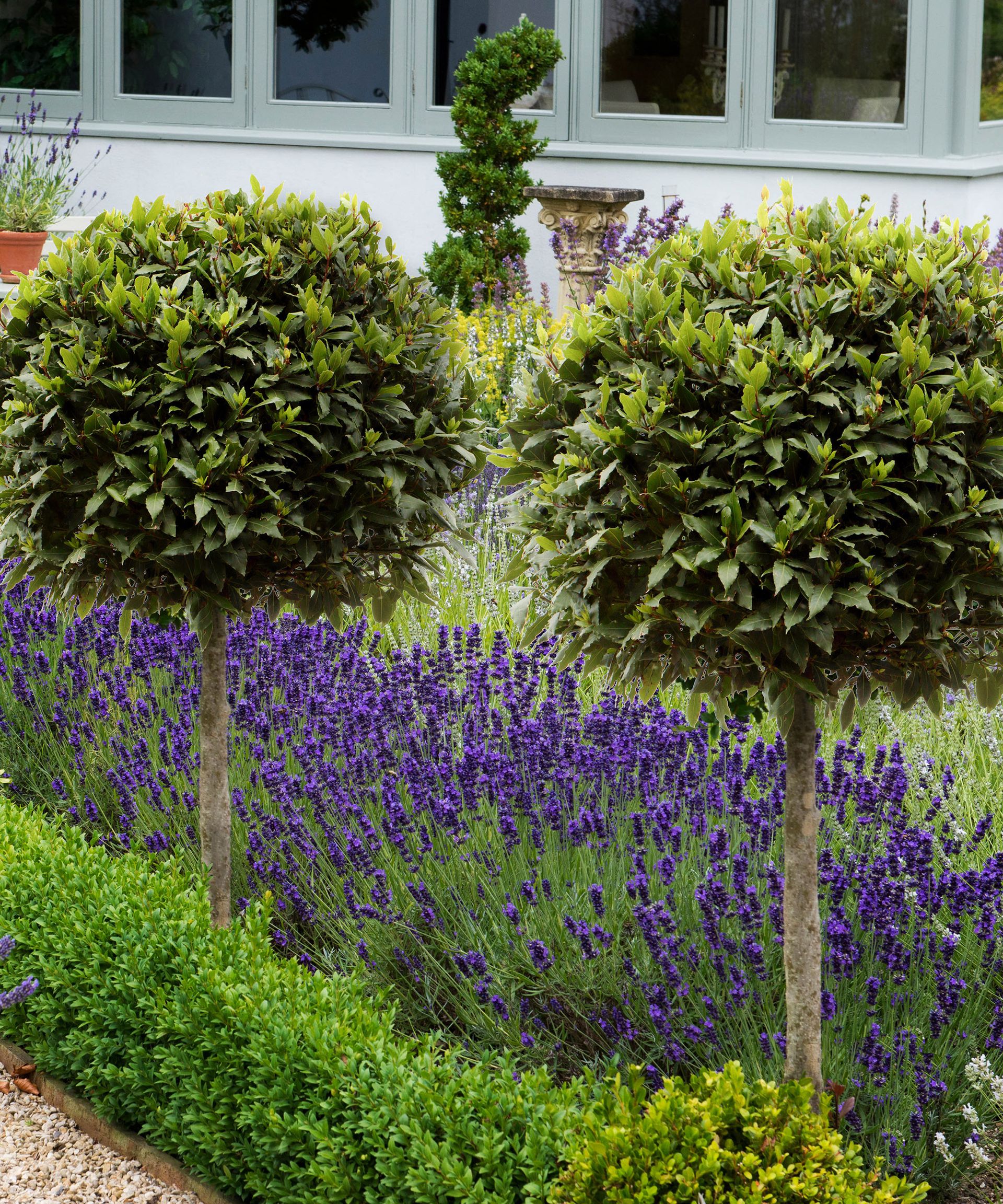 Topiary: a practical guide to this must-have garden trend | Gardeningetc