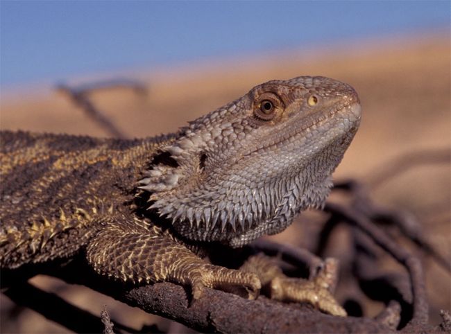 Photos: Gorgeous Bearded Dragons Show Off | Live Science