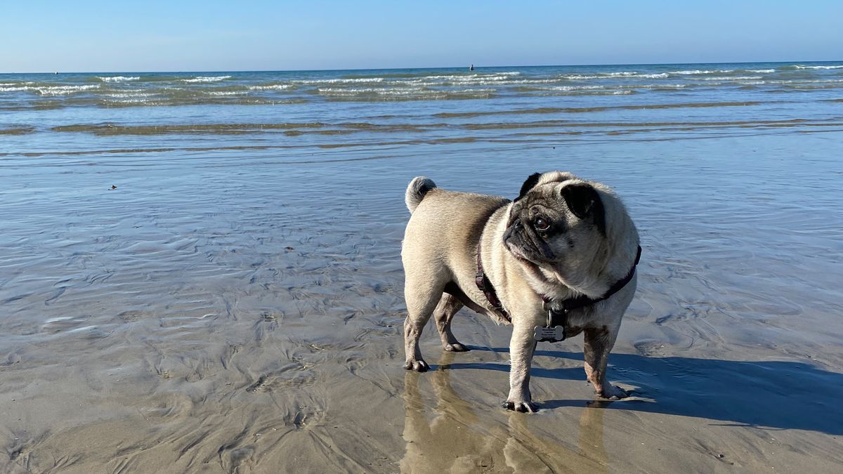Five things every pug owner needs to know — from a pug owner of ten ...