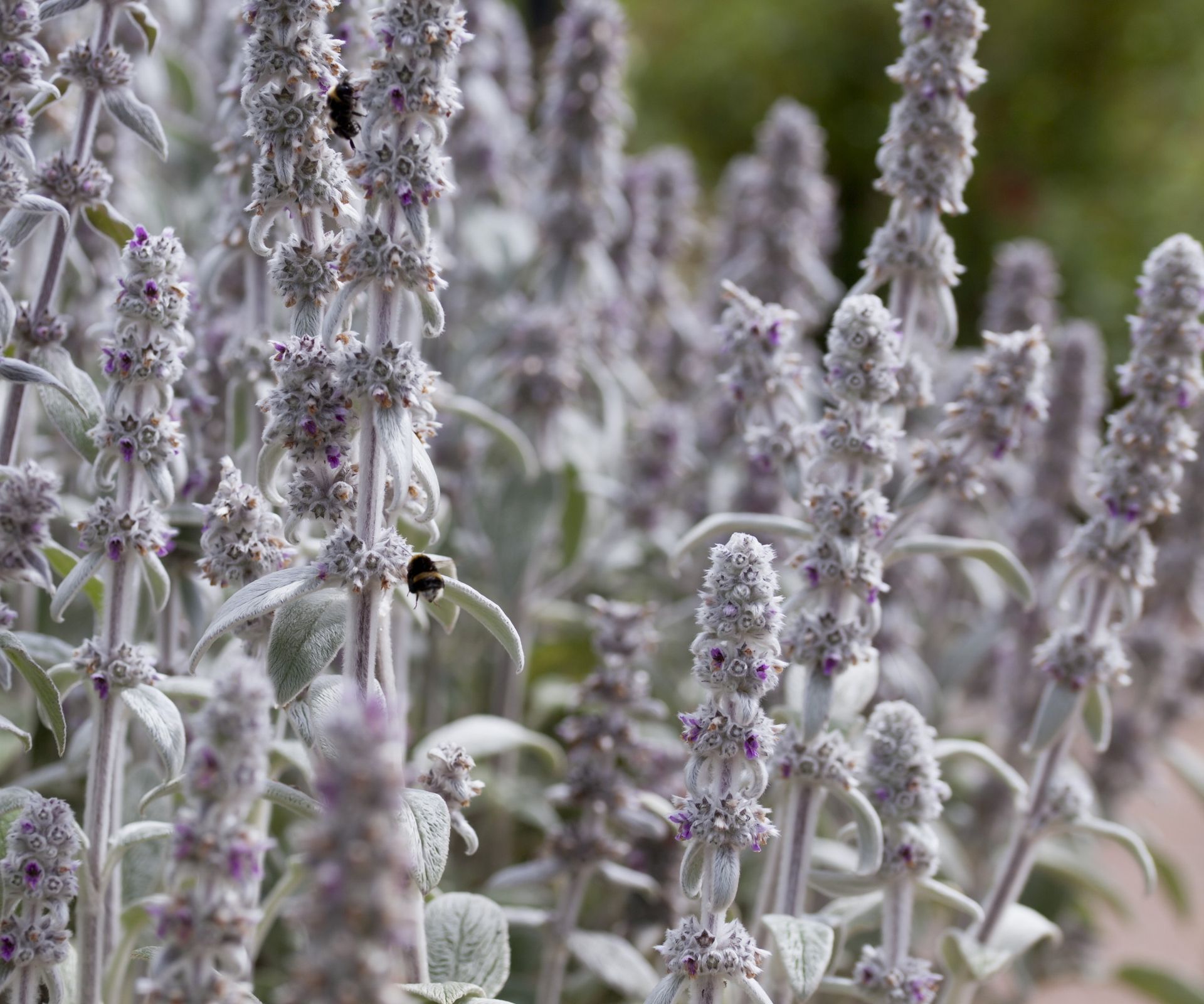 Best 6 plants with silver foliage: drought-tolerant planting | Homes ...