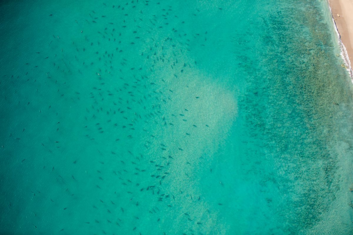 Why 10,000-Plus Sharks Are Hanging Out in Florida Waters | Live Science