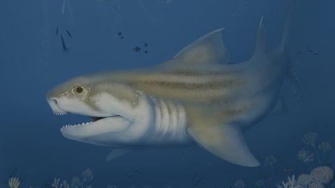325 million-year-old shark graveyard discovered deep within Mammoth ...