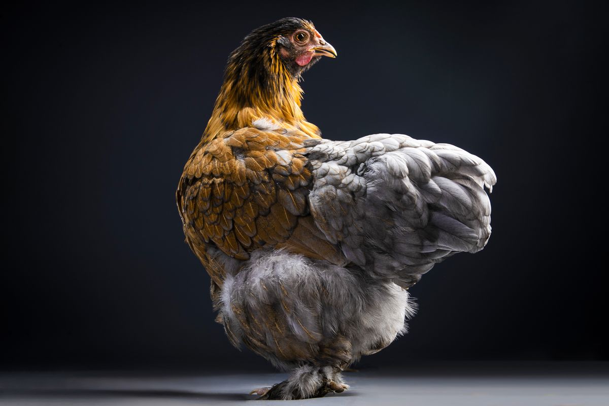 Bird-hemian rhapsody! Try a mobile studio for creative animal location ...