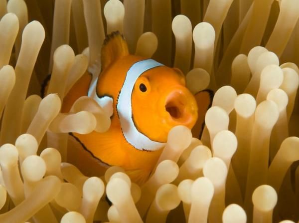 Facts About Clownfish | Live Science