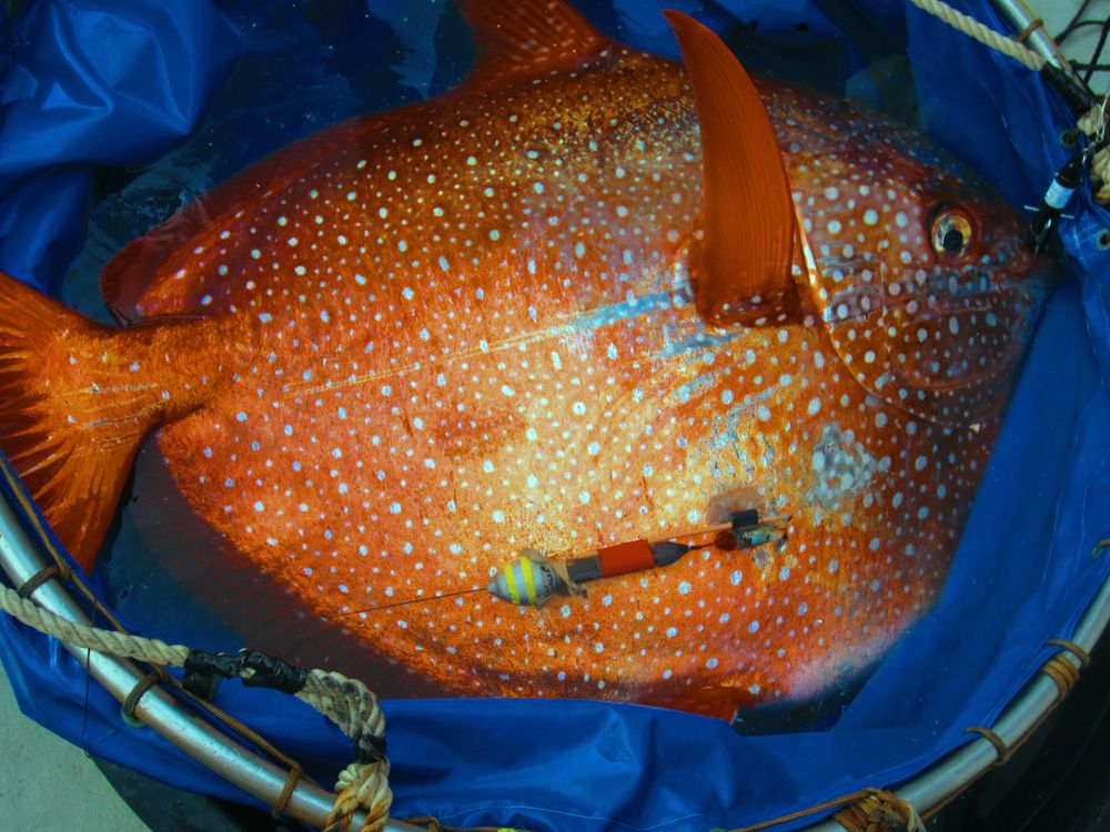 Moonfish: The first warm-blooded fish (photos) | Live Science