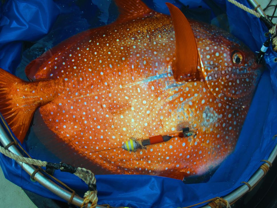 Moonfish: The first warm-blooded fish (photos) | Live Science