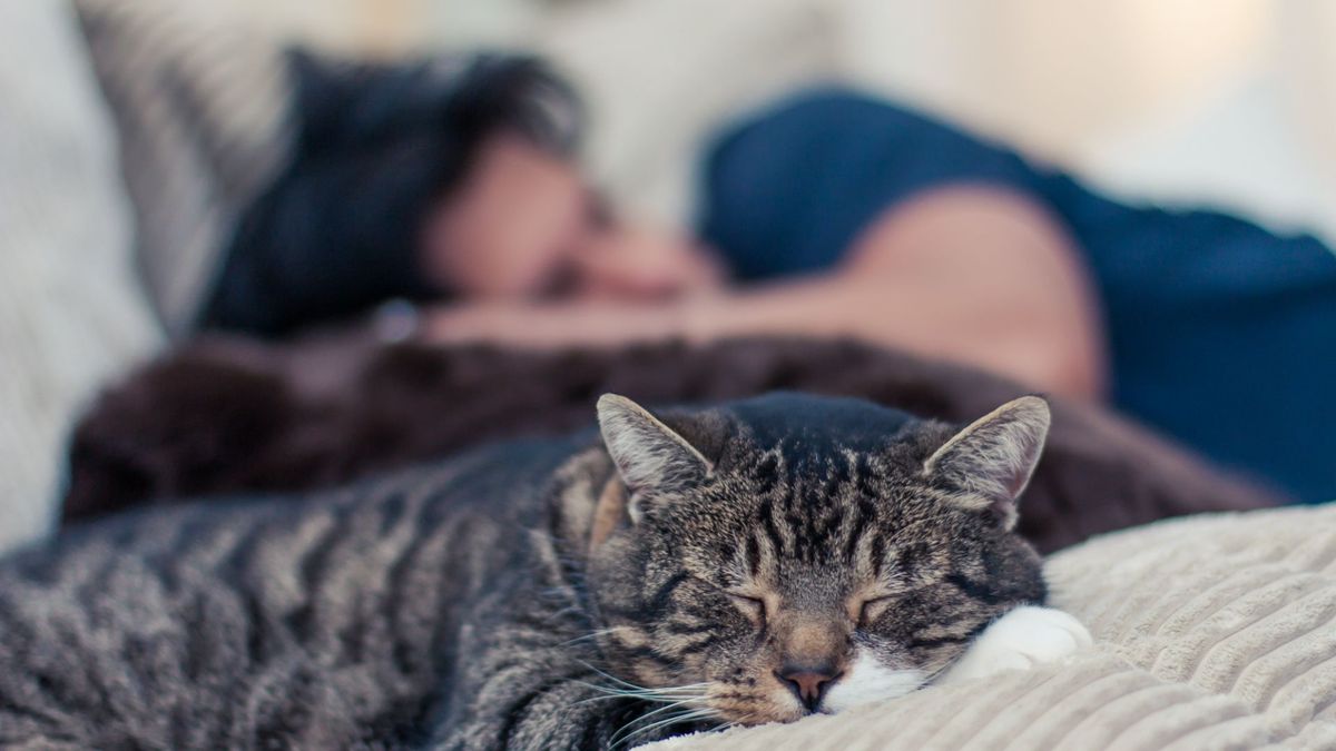 32 ways having a pet can lower your stress levels | PetsRadar