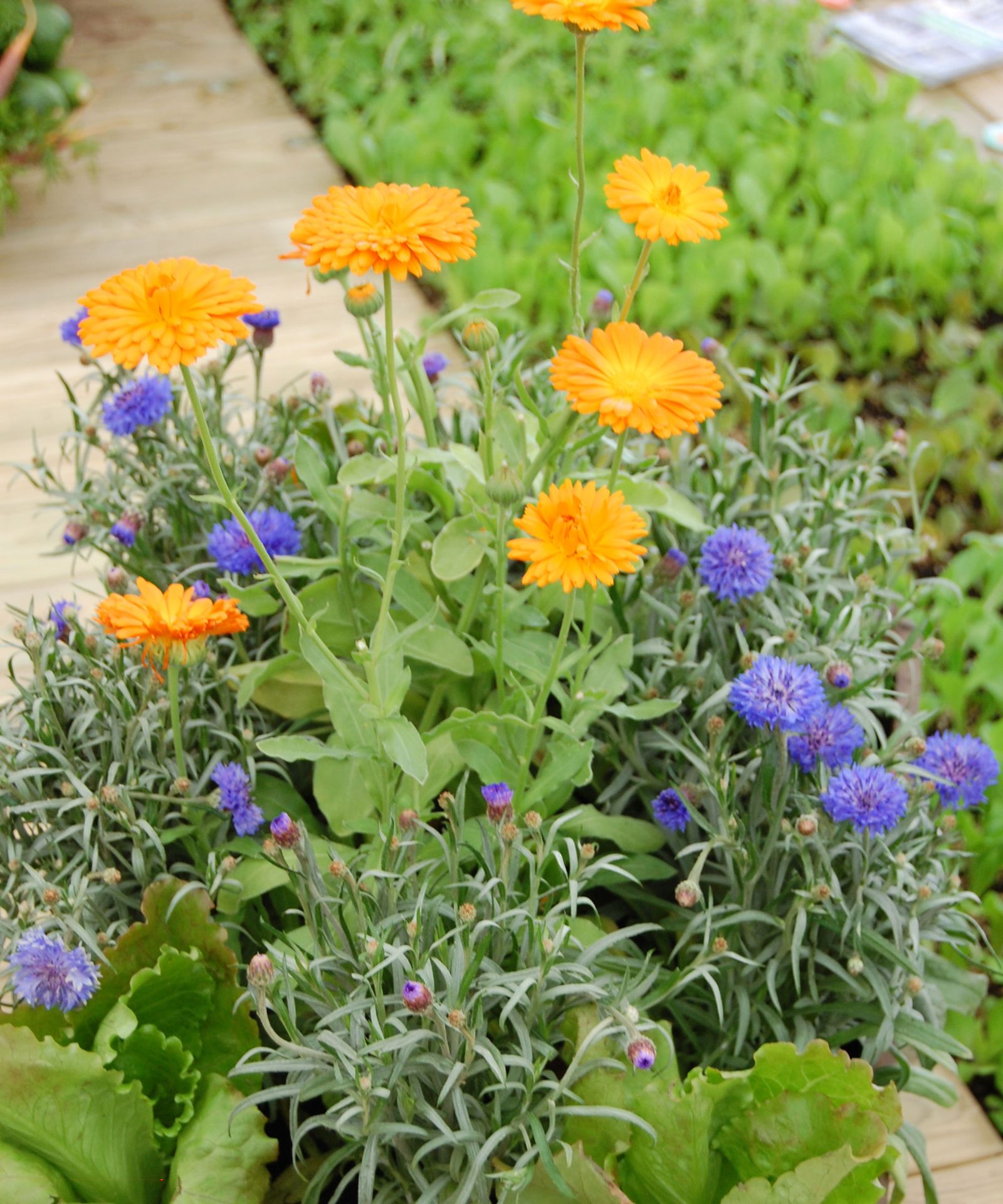 Calendula varieties: 16 pot marigolds for your garden | Homes and Gardens