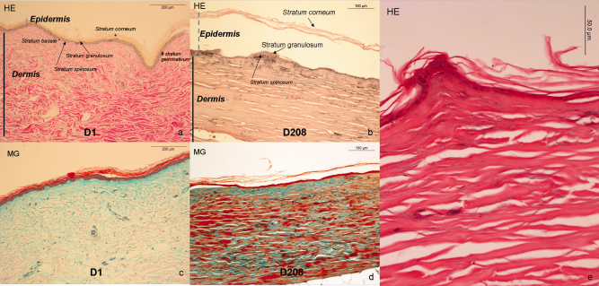 Gallery: What Mummifying a Human Body Looks Like | Live Science