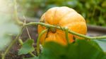 How to cure pumpkins - tips from an experienced grower | Homes and Gardens