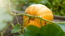 How to cure pumpkins - tips from an experienced grower | Homes and Gardens