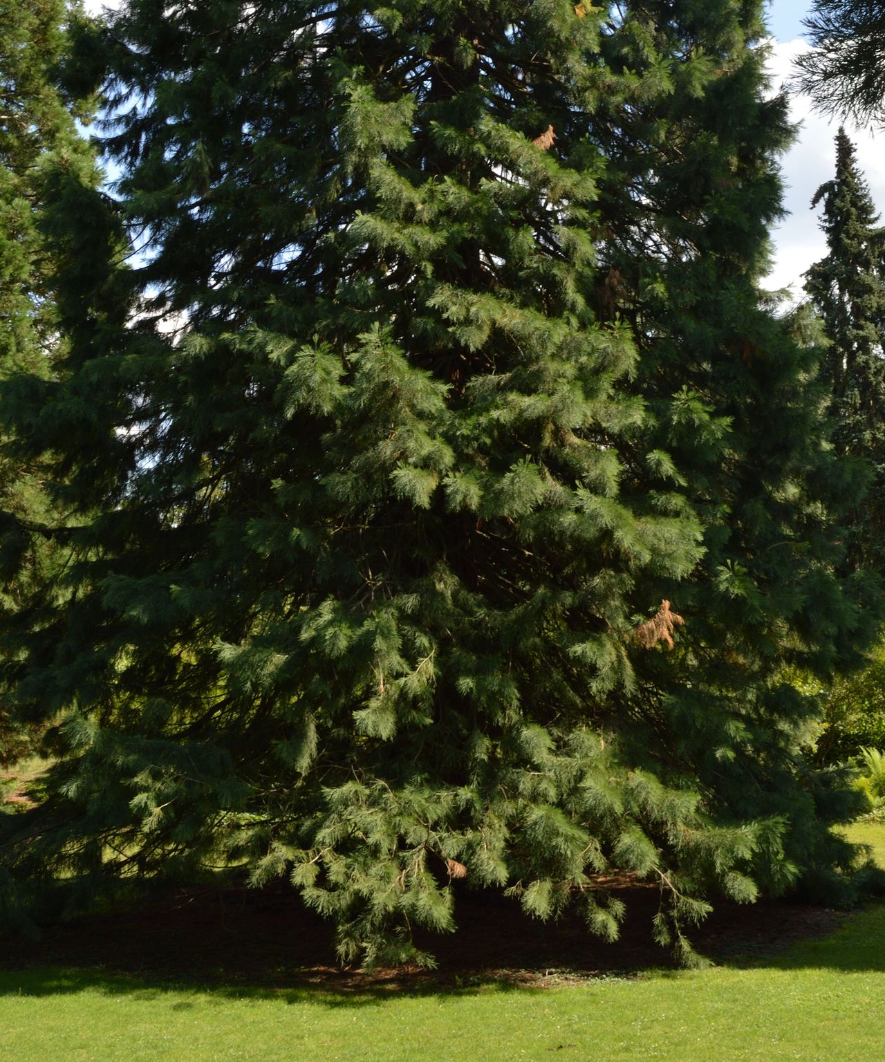 Fast-growing conifers for year-round greenery and privacy | Homes and ...