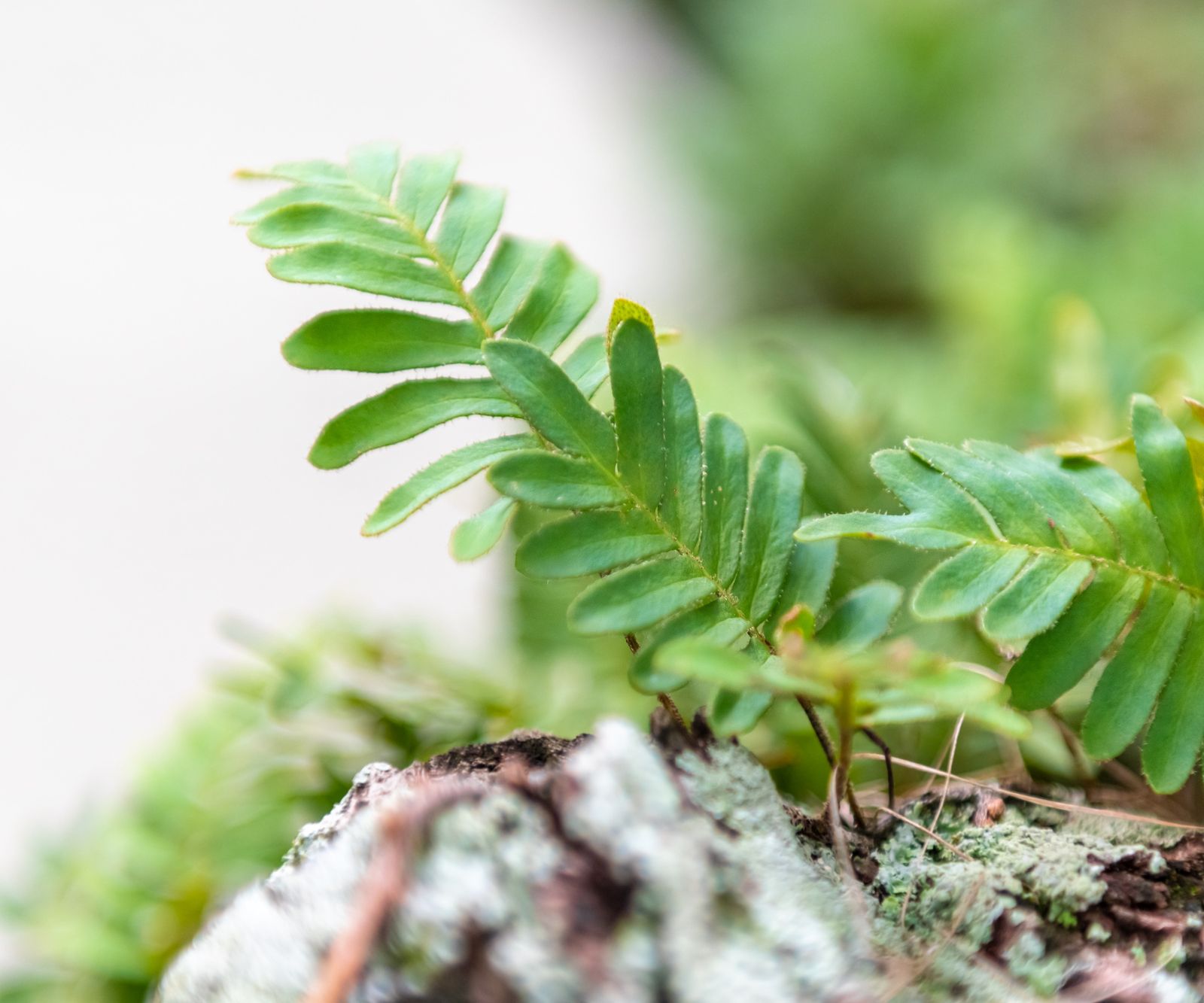 How to start a crevice garden this summer - experts tell all | Homes ...