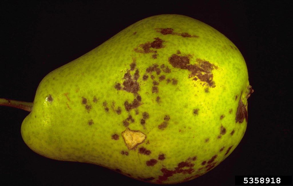 Troubleshooting Common Diseases Of Pears - How To Treat Sick Looking ...