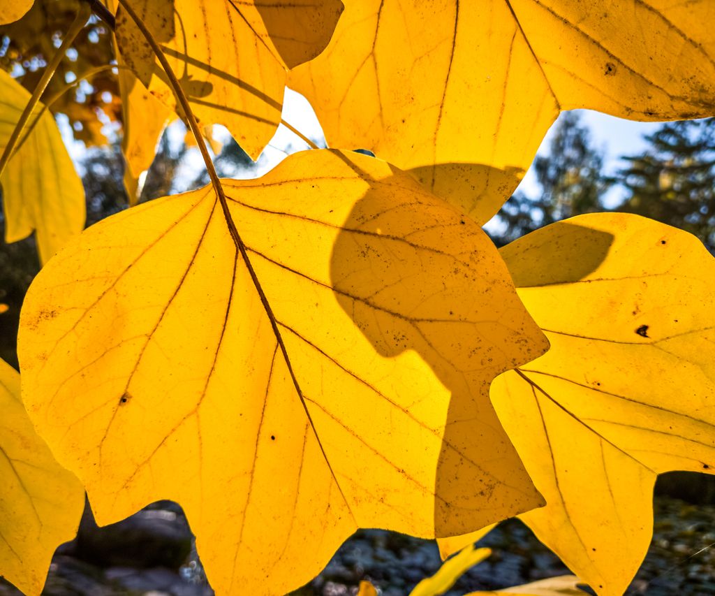 Tulip Tree Care Guide: Expert Advice For Healthy Trees | Gardening Know How