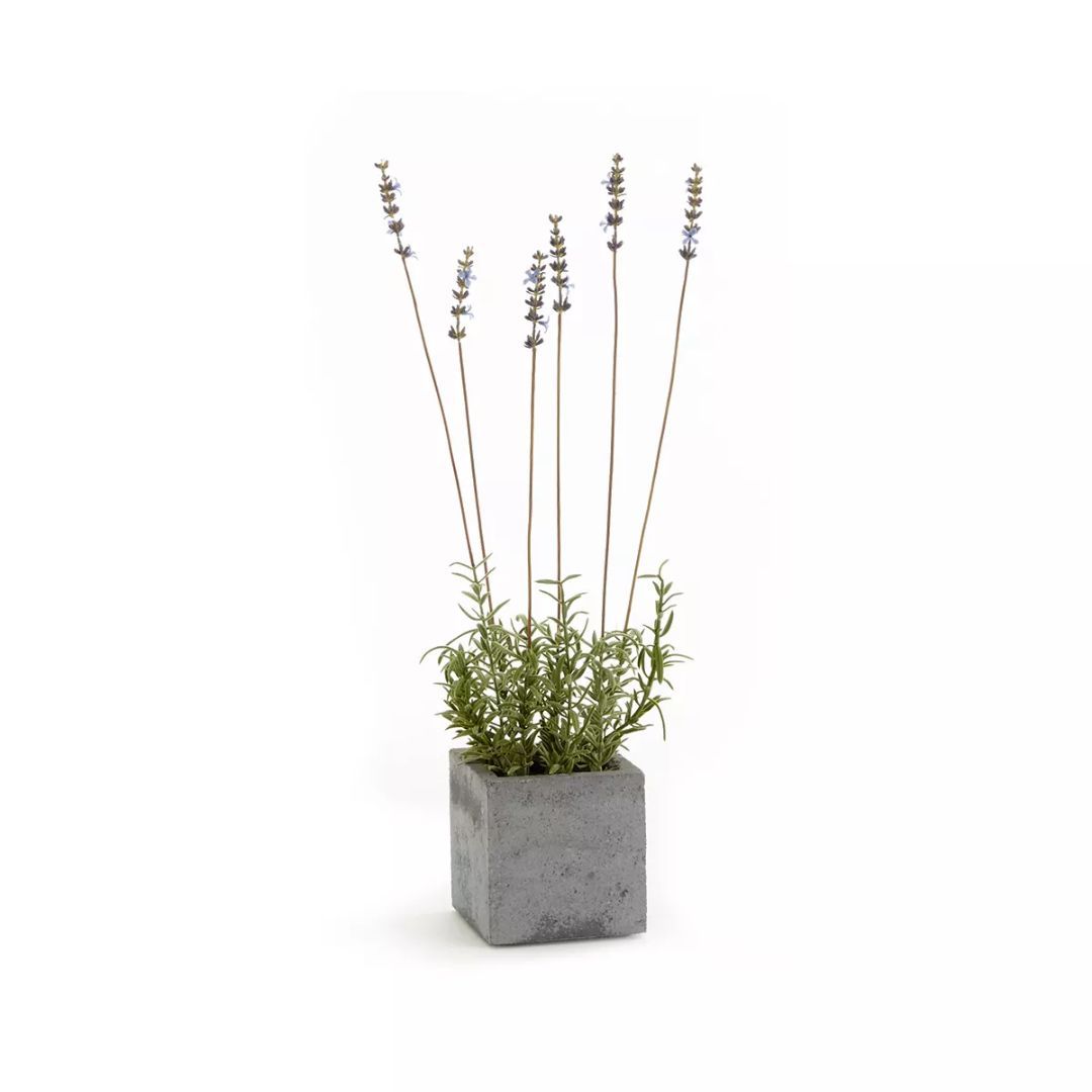 How Far Apart Should You Plant Lavender? This Method Will Give You ...