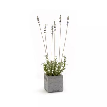 How Far Apart Should You Plant Lavender? This Method Will Give You ...