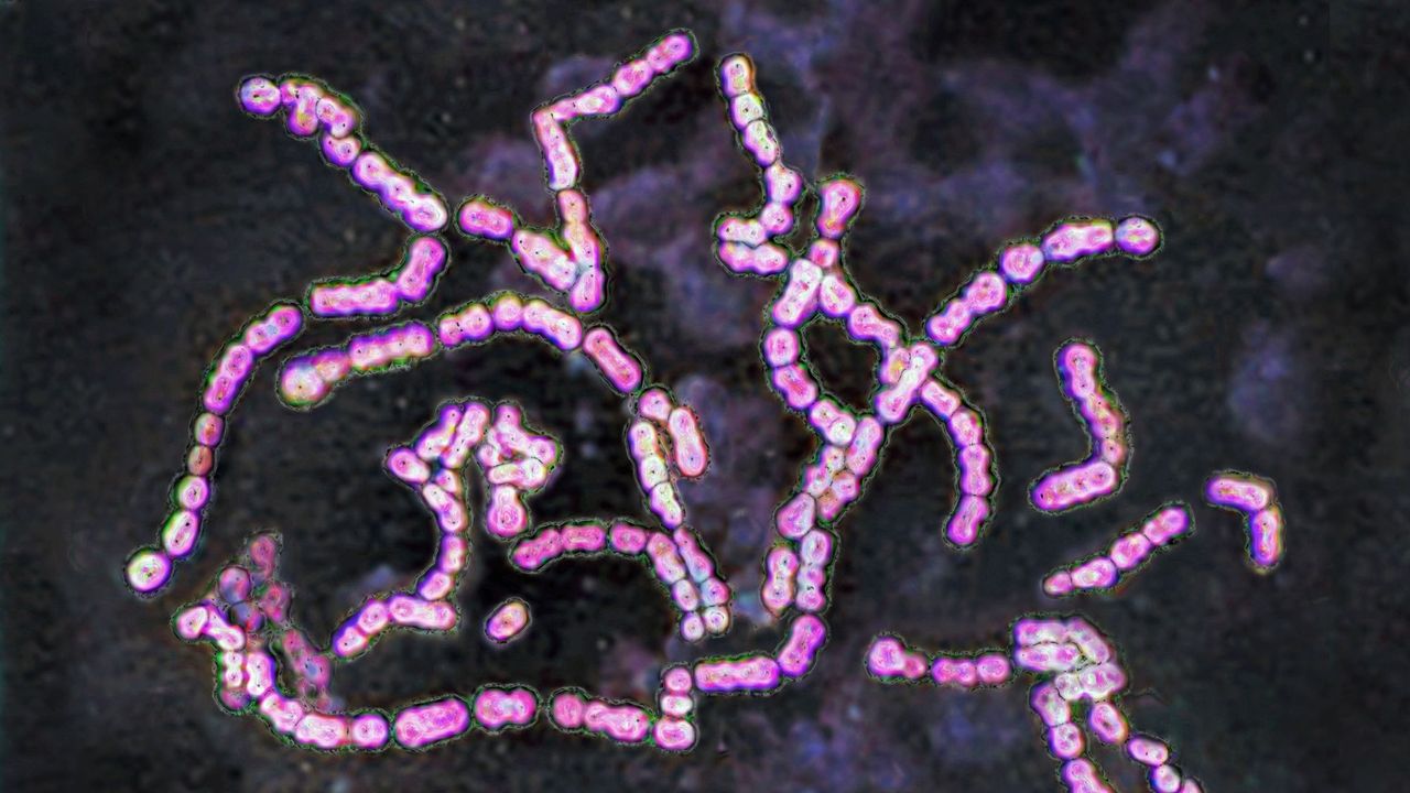 Strep A infections have risen in the US | The Week