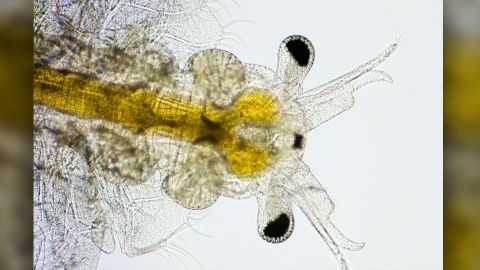 What are Sea-Monkeys? | Live Science