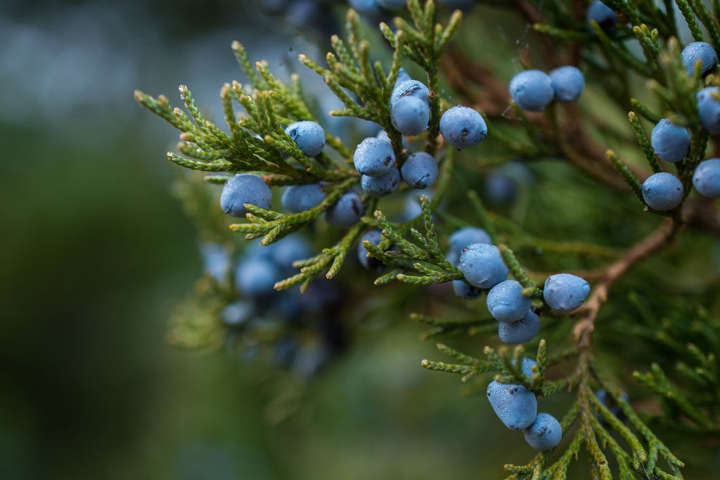 Evergreen trees for gardens: 10 of the best choices | Homes and Gardens
