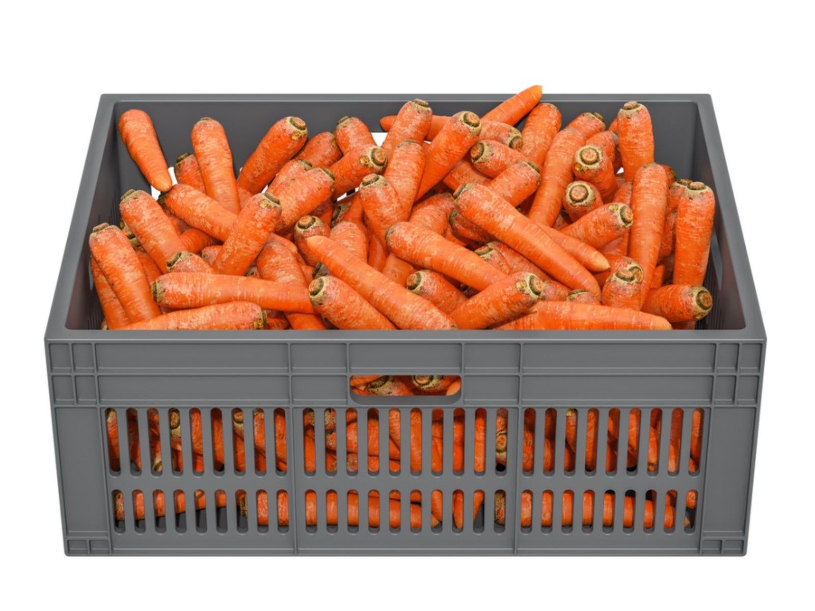 Overwintering Carrots: Steps For Leaving Carrots In The Ground Over ...