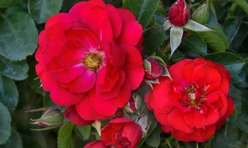 20 Spring Flowers & Plants For A One-Of-A-Kind Garden Display ...