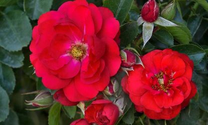 20 Spring Flowers & Plants For A One-Of-A-Kind Garden Display ...