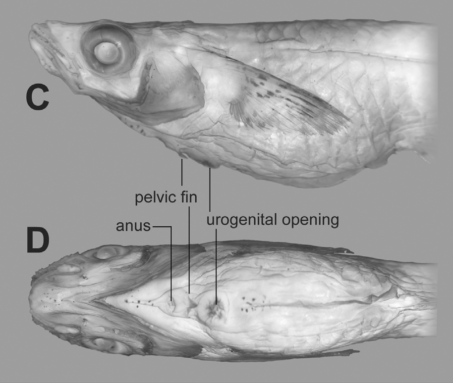 Image Gallery: Weird 'Penis Head' Fish | Live Science