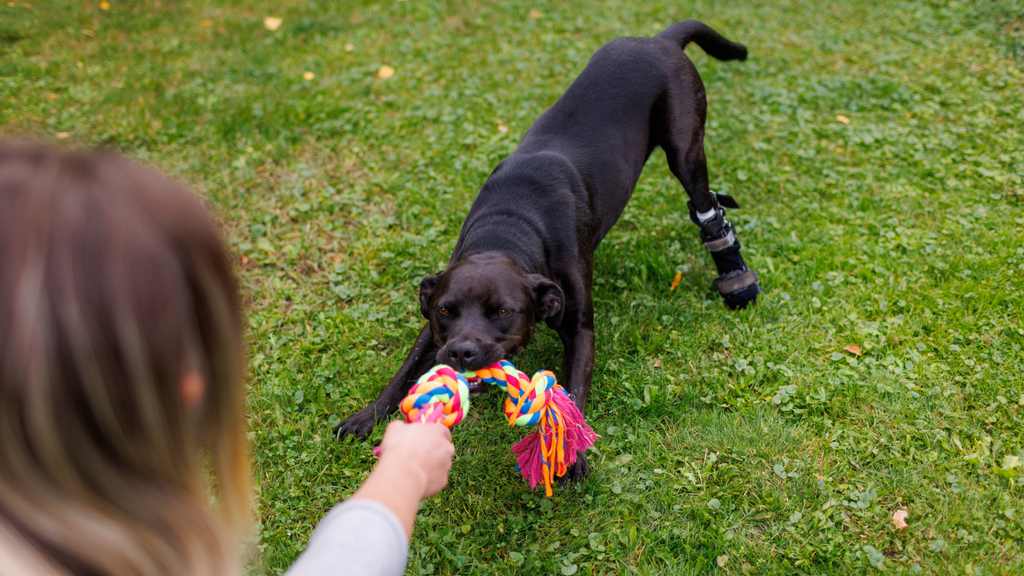 8 fun games to play with dogs (recommended by an expert) | PetsRadar