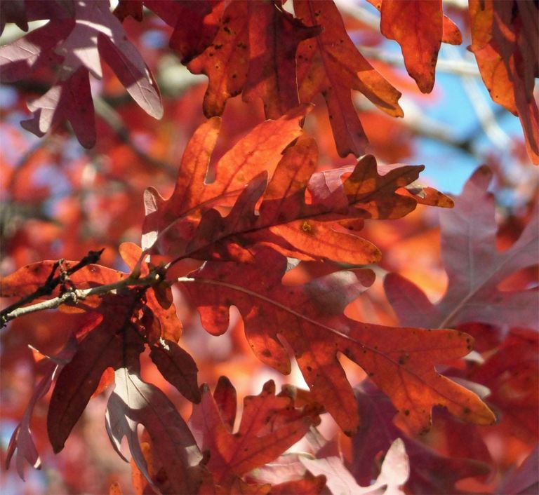 Red Colored Tree Leaves - Types Of Trees That Turn Red In Autumn ...