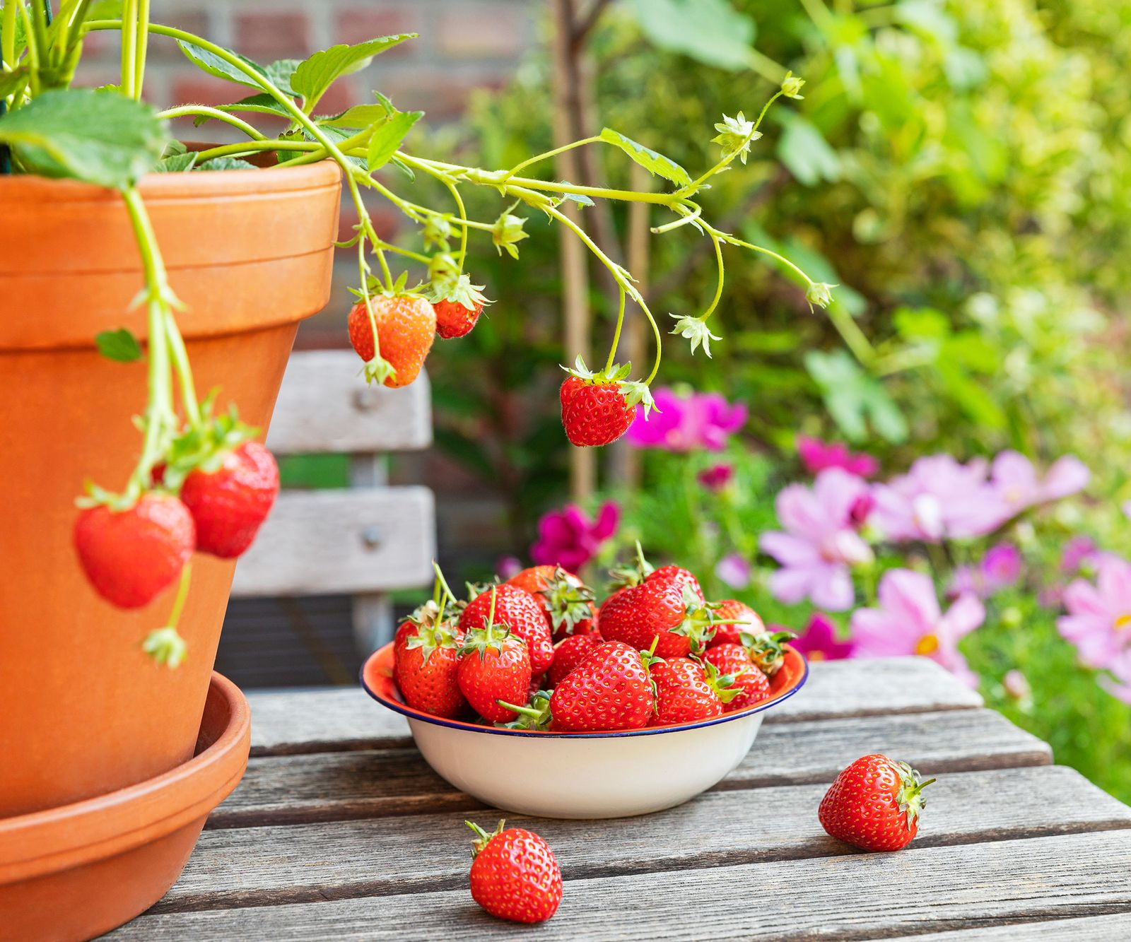 Essential Container Gardening – Everything You Need To Know | Gardening ...