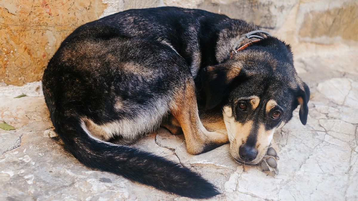Street dogs: What they are, where they live, and how to help | PetsRadar