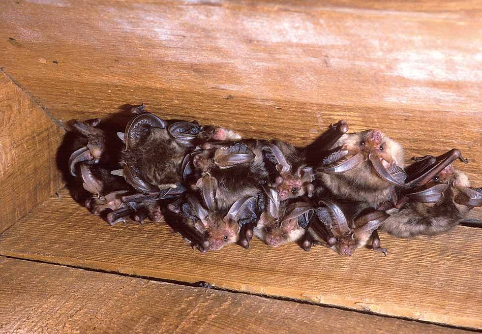 Bat surveys: Costs, the law and whether you need a bat survey for your ...