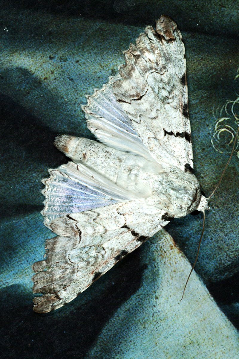 Meet the Colorful Nocturnal Moths of 'Mariposas Nocturnas' (Photos ...