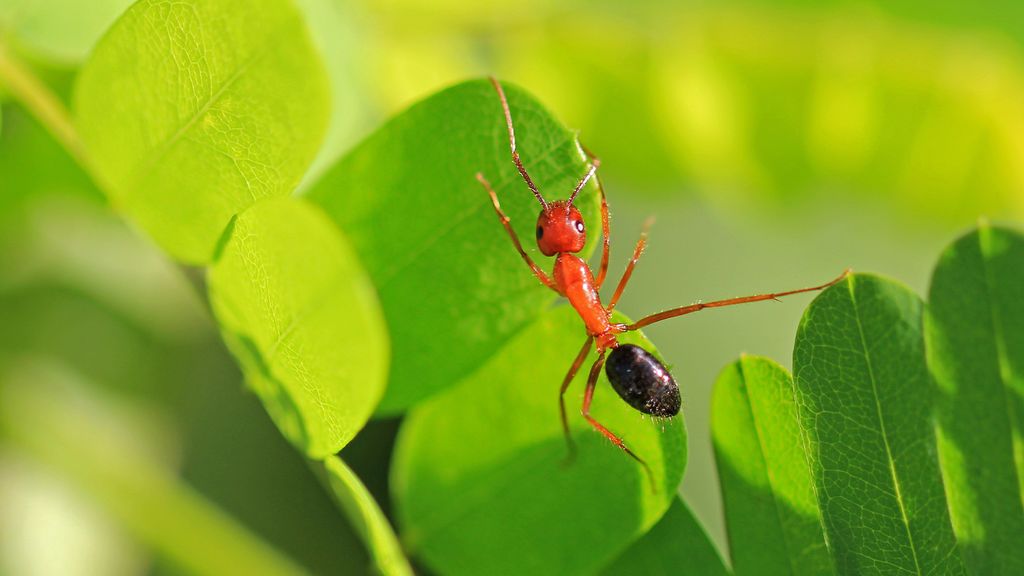 Soldier ants turned into foragers by scientists reprogramming their ...
