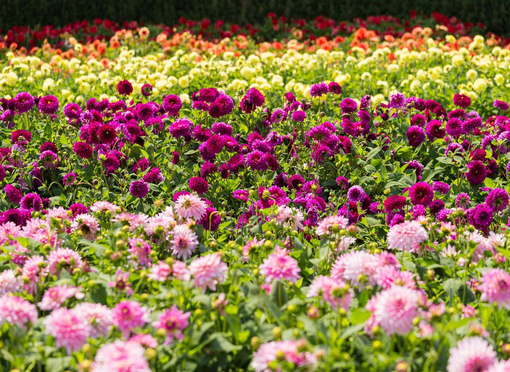 The RHS Tatton Park Flower Show 2021: a complete guide | Gardeningetc
